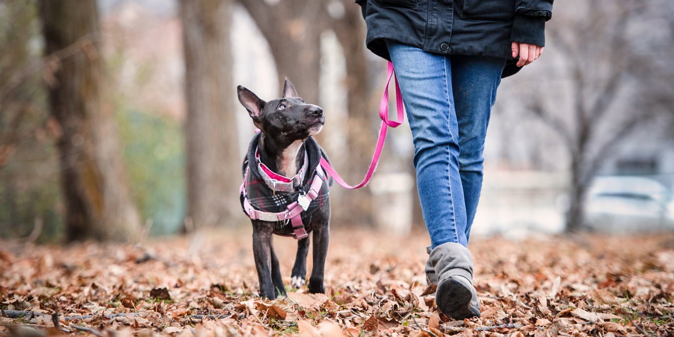 Quelques conseils pour vous aider à retrouver un animal perdu - SPCA de ...