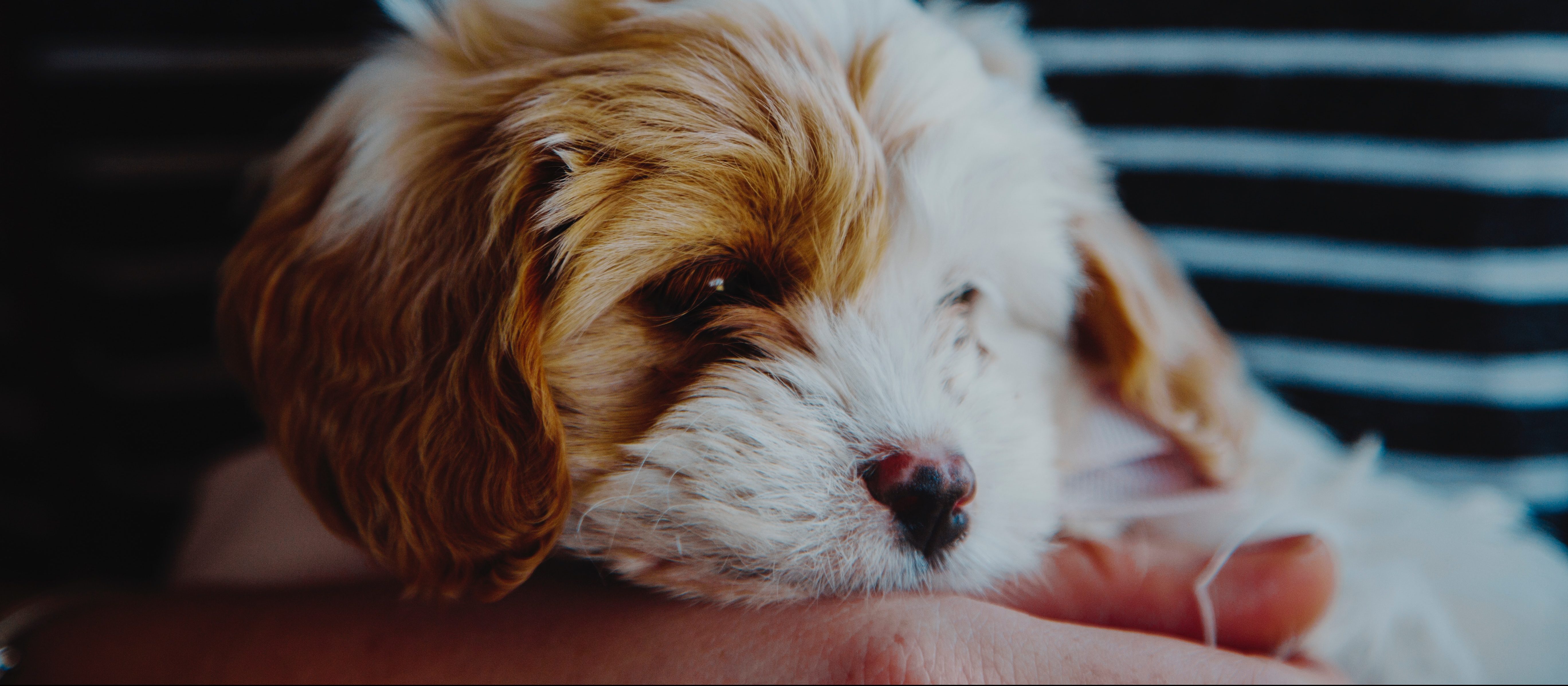 The SPCA in numbers - SPCA de Montréal