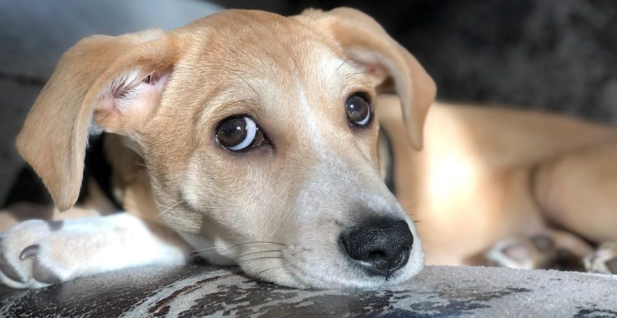 Langage canin : reconnaître les signaux d'inconfort - SPCA de Montréal