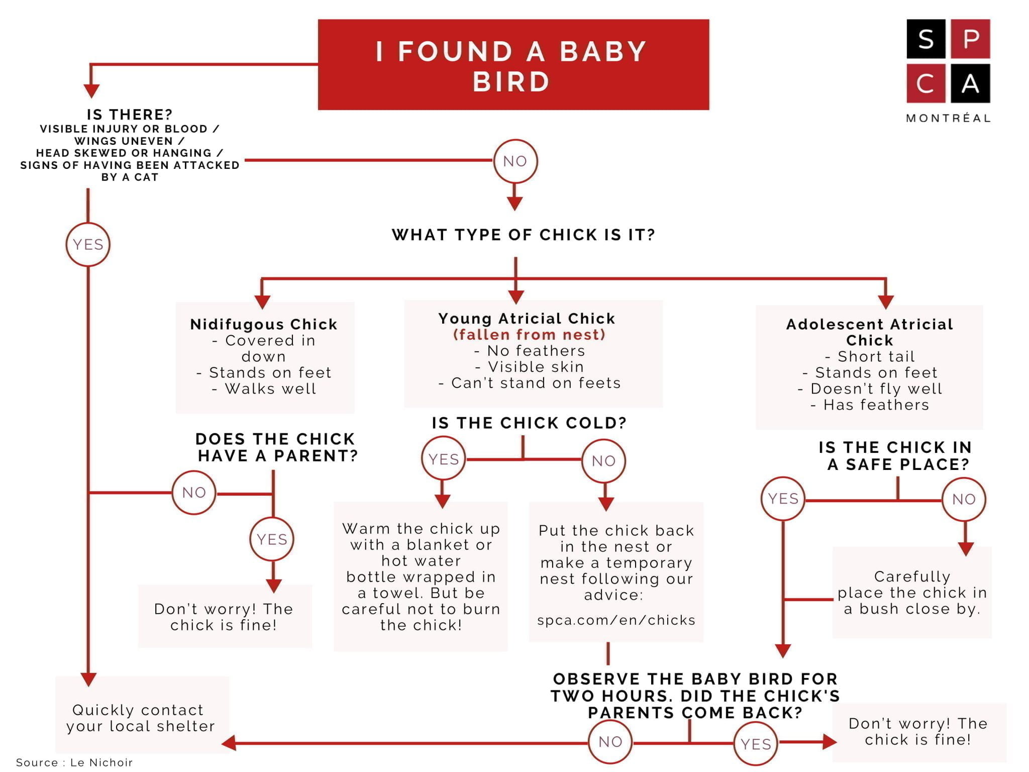 I found a baby bird alone: What Should I Do? - SPCA de Montréal