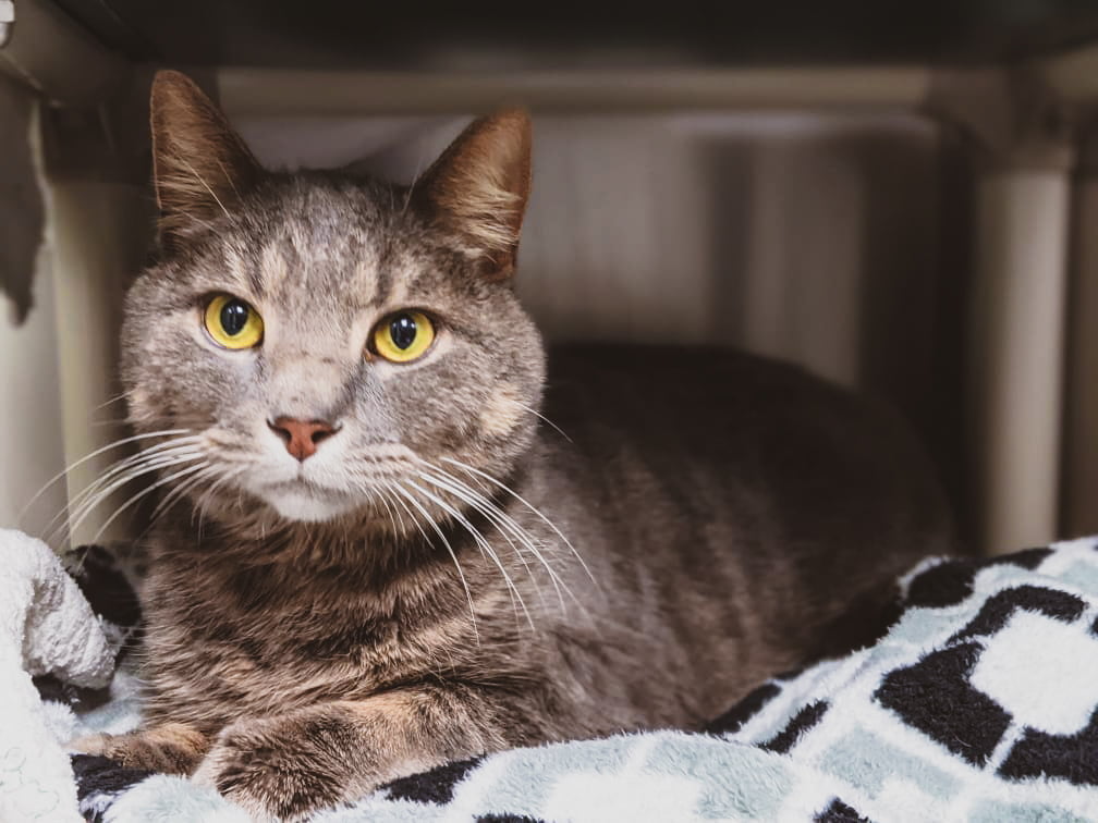 Animaux perdus | SPCA de Montréal