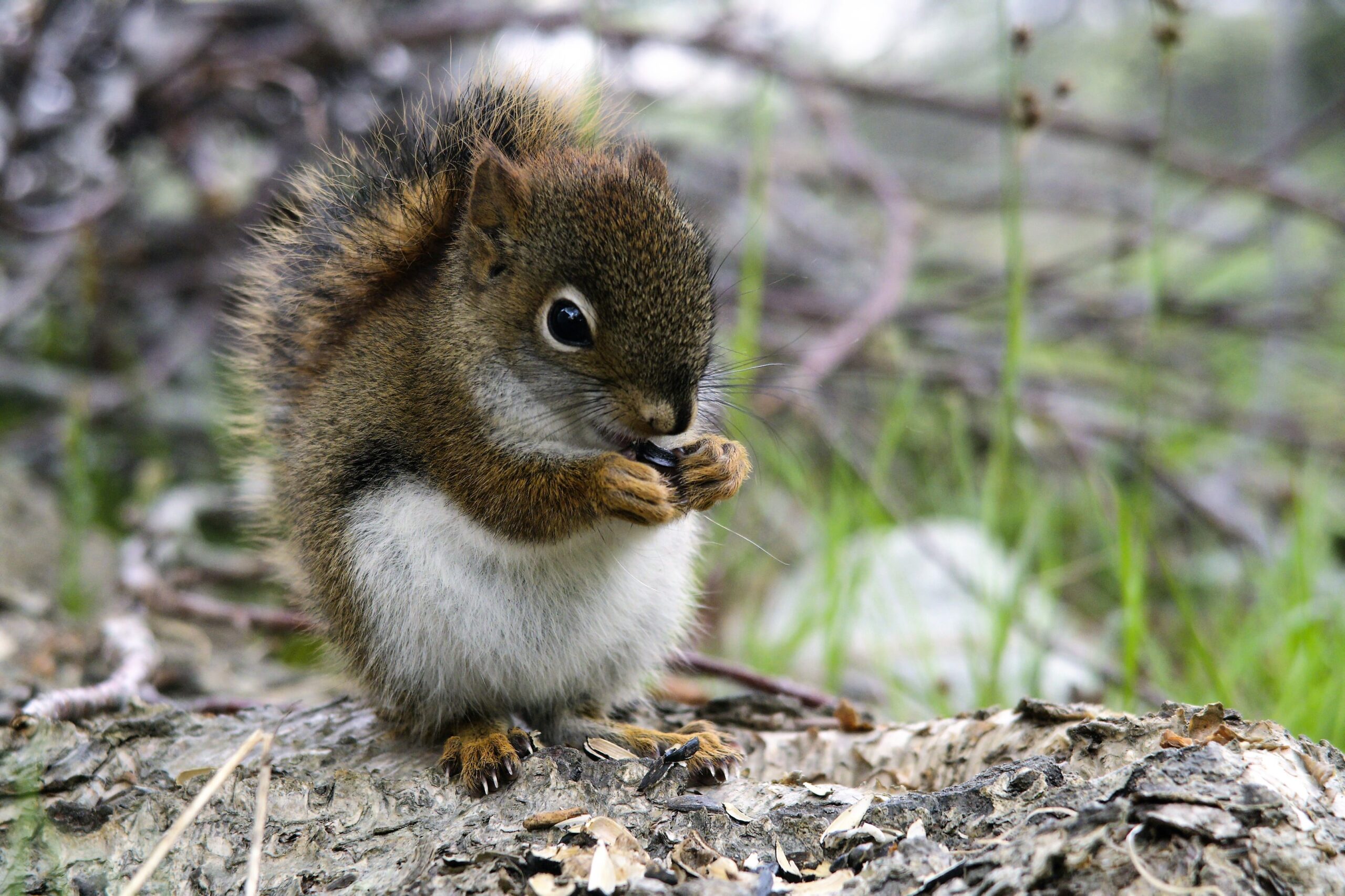 Écureuil trouvé? Les bons gestes à poser - SPCA de Montréal