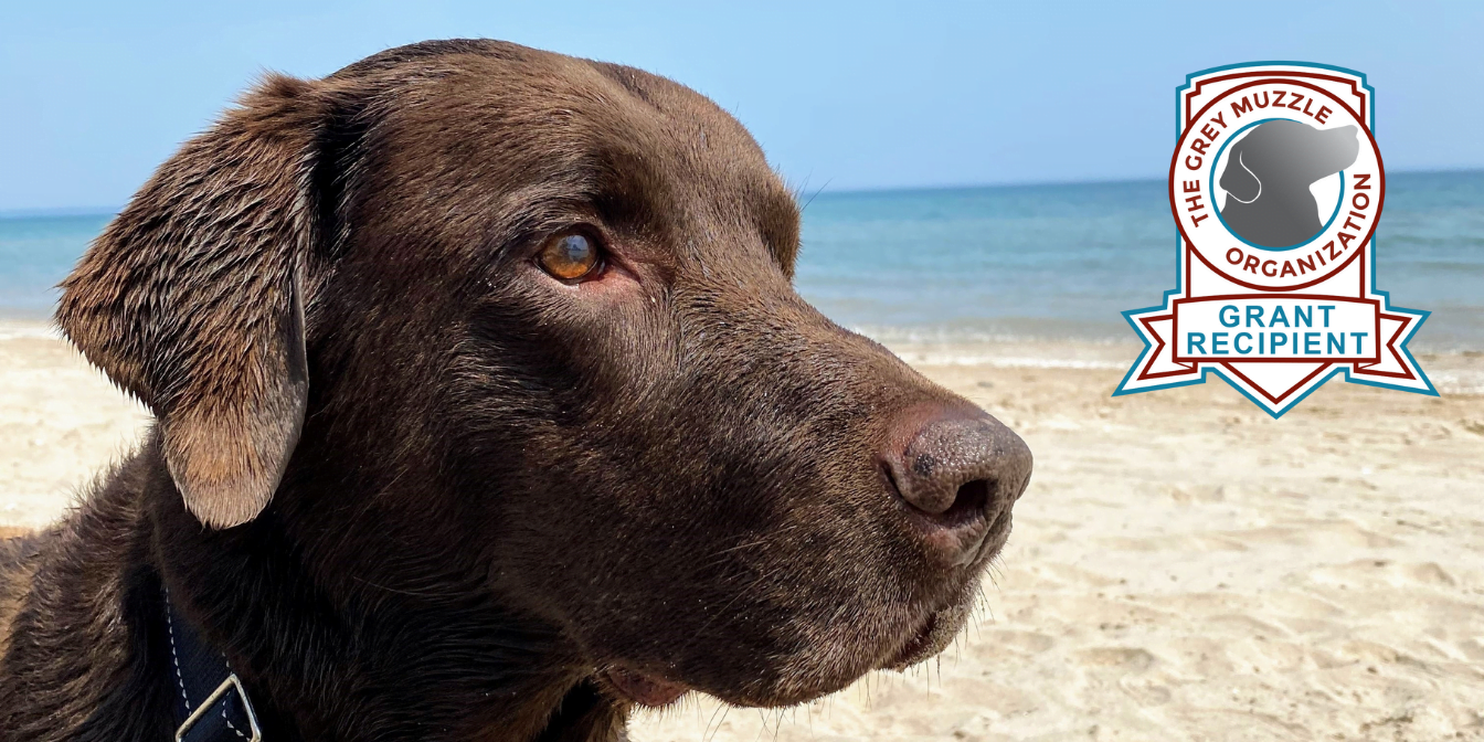 Grey Muzzles Have Something to Celebrate - SPCA de Montréal