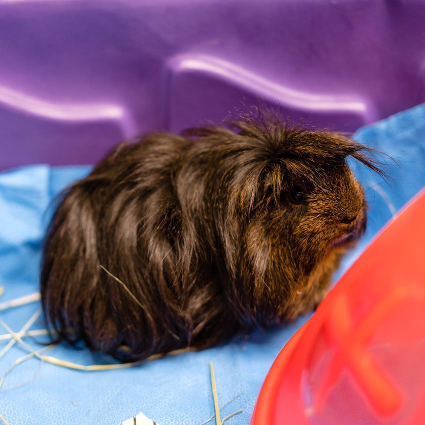 Humane Education - Teacher - SPCA de Montréal