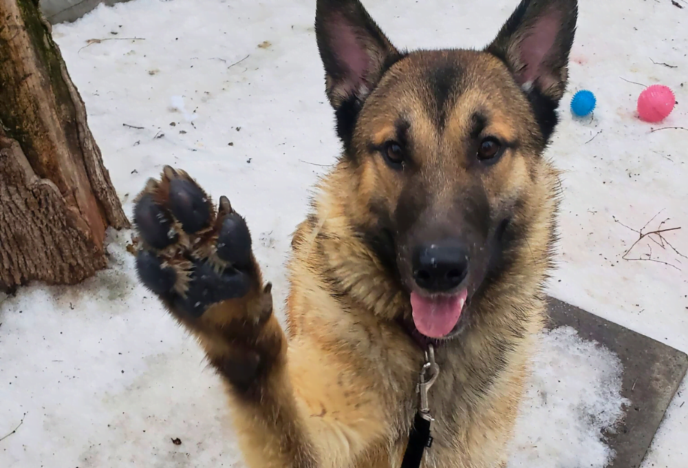 Adopt a Dog and Pay Reduced Rates - SPCA de Montréal