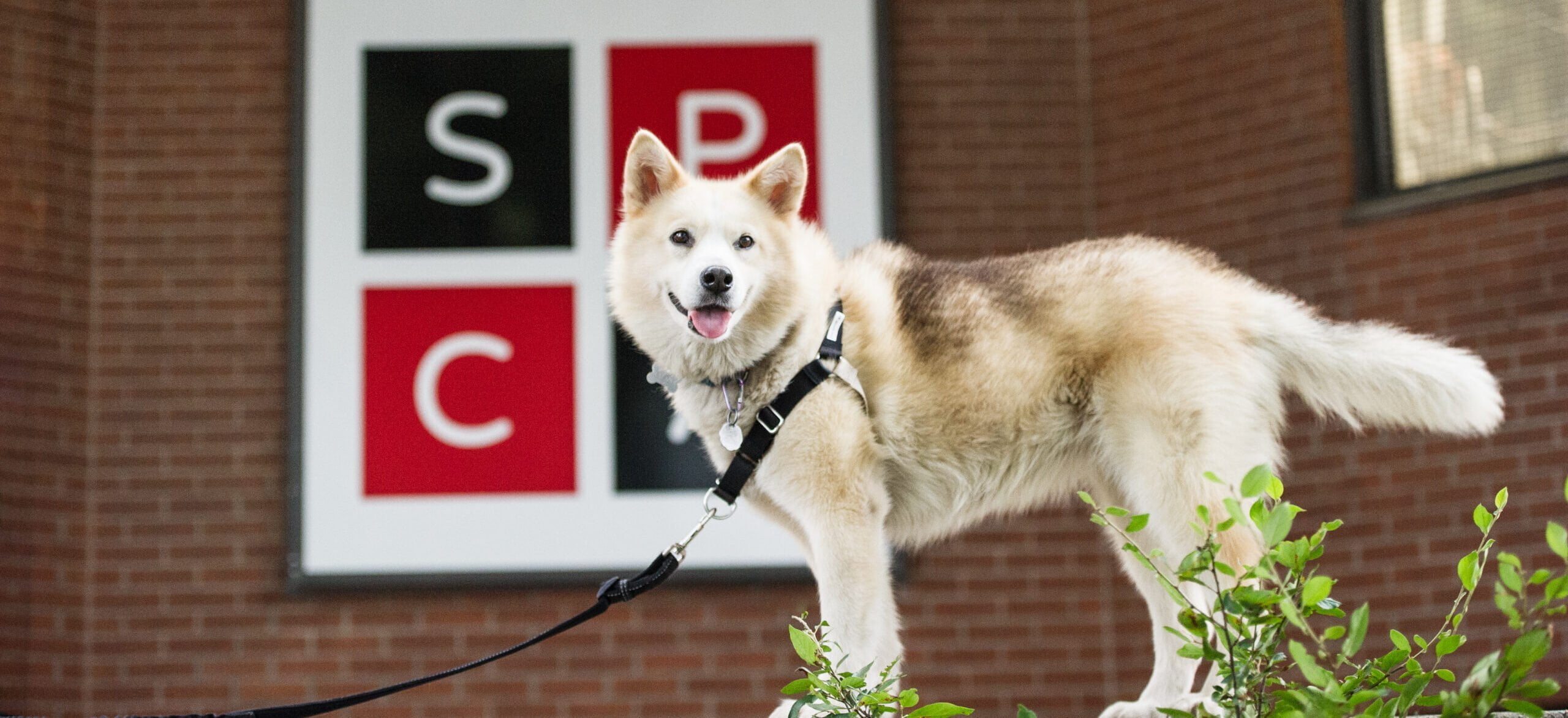 Mission and official policies | Montreal SPCA