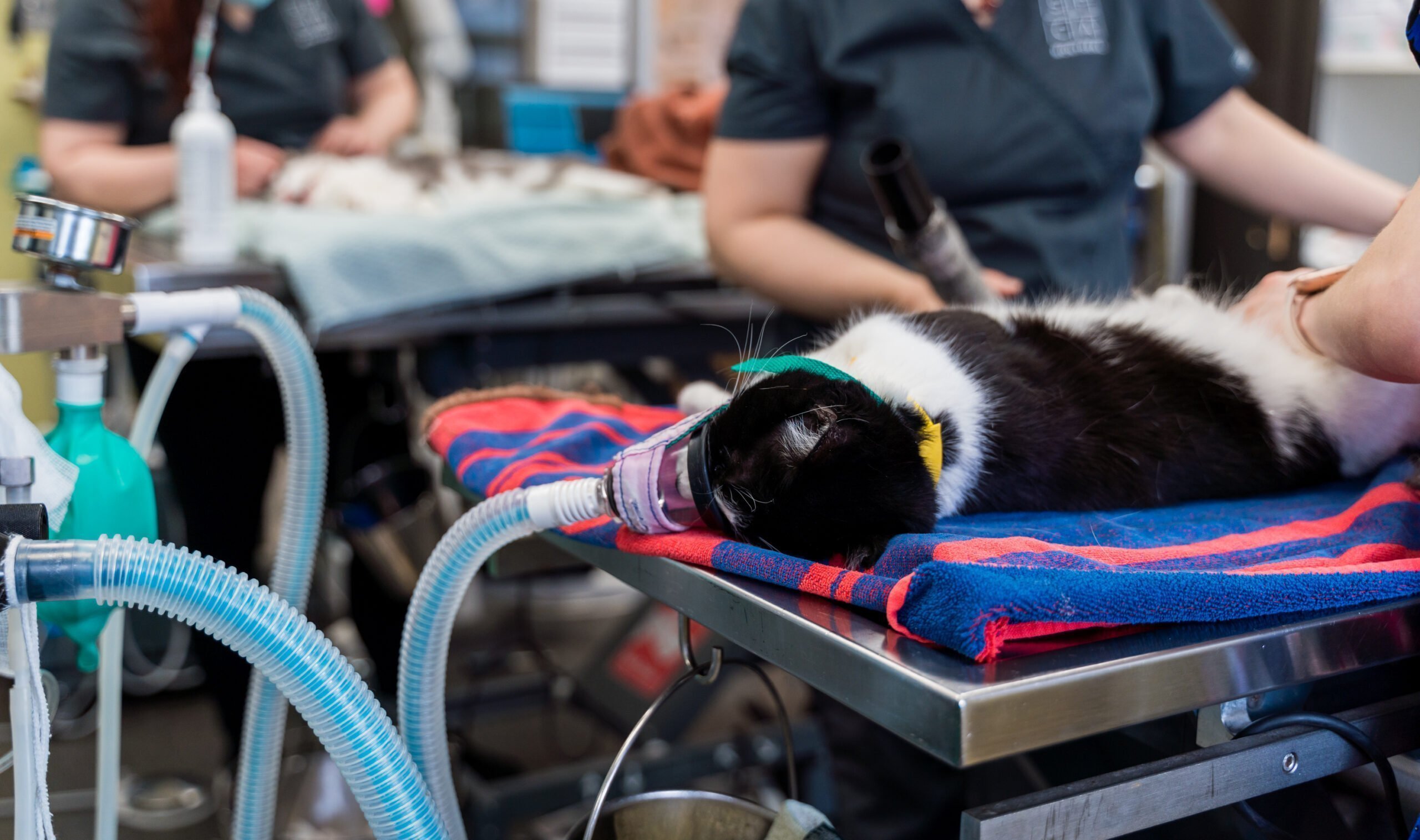 Urgent: Hundreds of animals are counting on you! - SPCA de Montréal