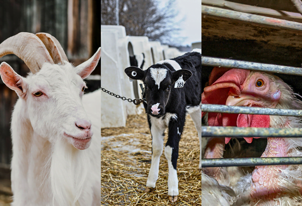 Animals raised for consumption in Quebec - SPCA de Montréal