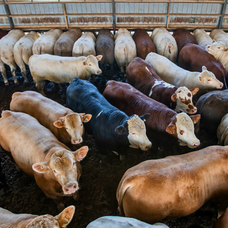 Animals raised for consumption in Quebec - SPCA de Montréal