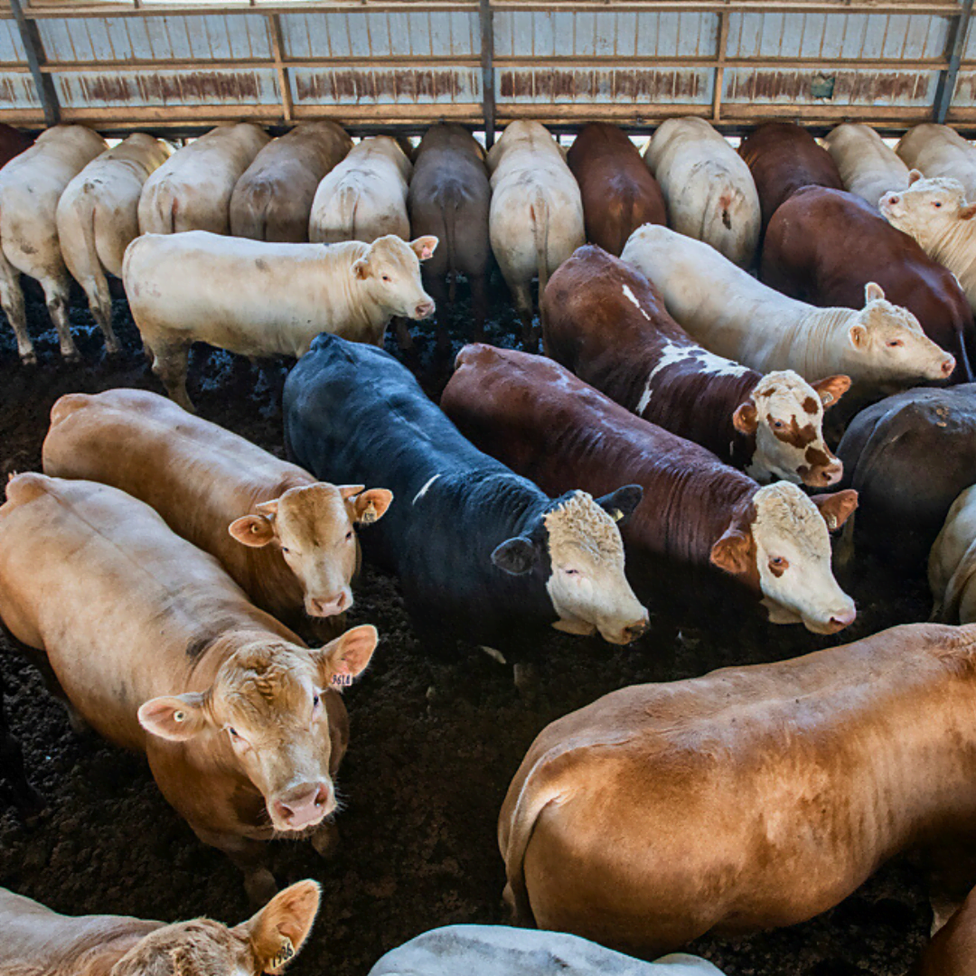 Animals raised for consumption in Quebec - SPCA de Montréal