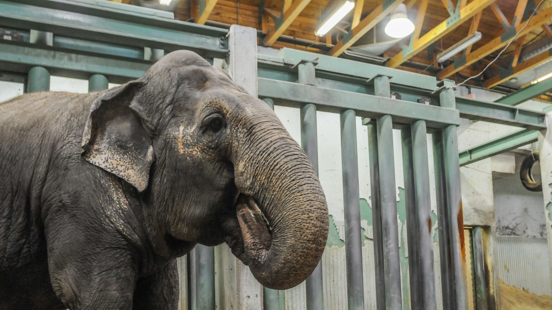 Help Protect Animals in Captivity - SPCA de Montréal