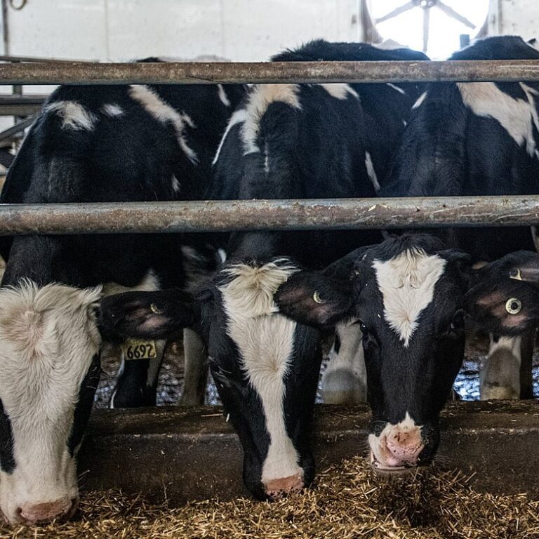 Les vaches laitières - SPCA de Montréal