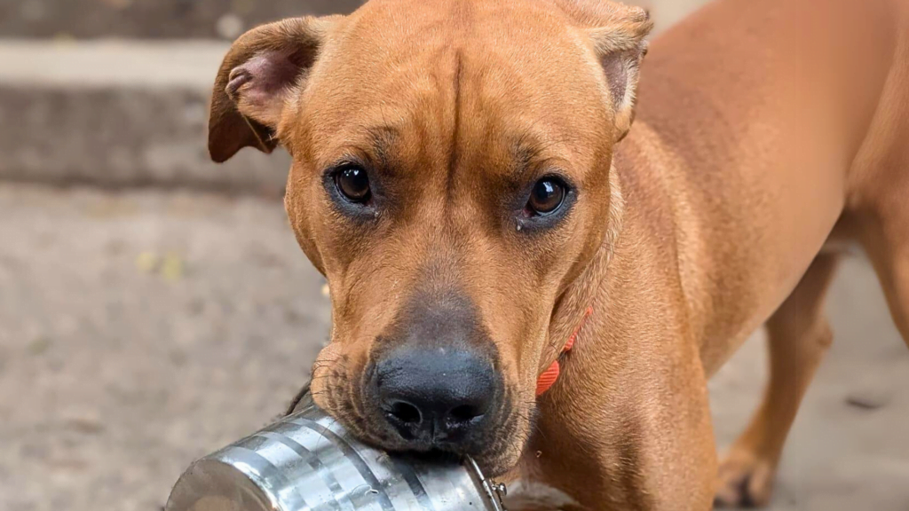 The SPCA’s Numbers Show the Needs Are Still Great - SPCA de Montréal