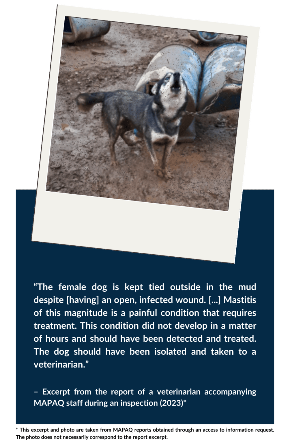 Life at the end of a chain - SPCA de Montréal