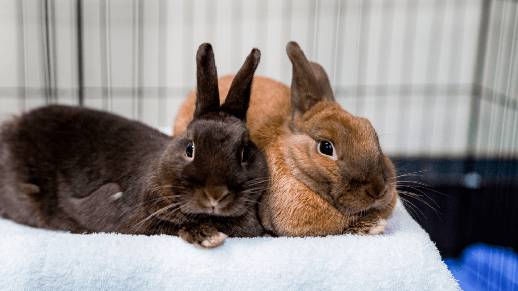 La SPCA de Montréal lance sa campagne de dons doublés et propose des ...