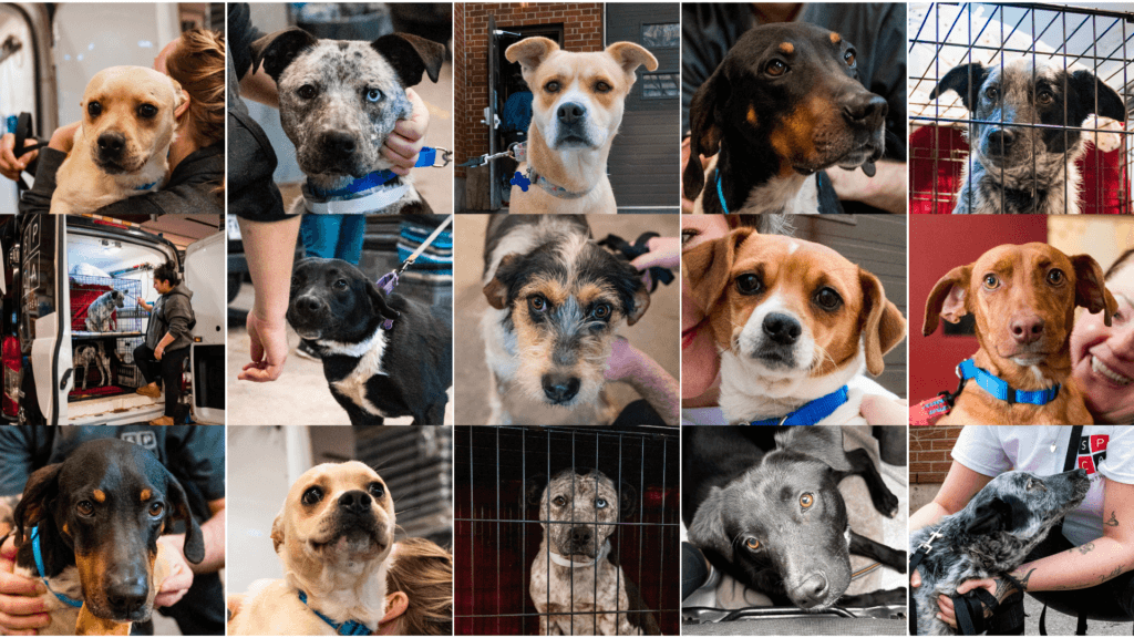 Ten dogs rescued in the nick of time - SPCA de Montréal