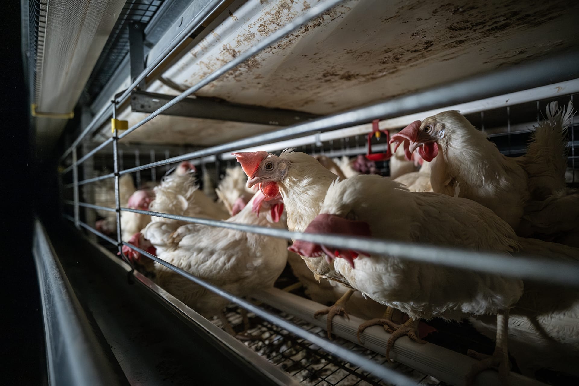 Farmed Animals: An Electoral Issue - SPCA de Montréal