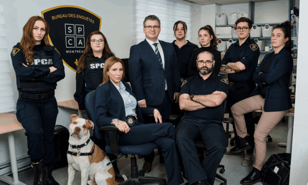 La SPCA de Montréal multipliera ses interventions contre la cruauté animale - SPCA de Montréal