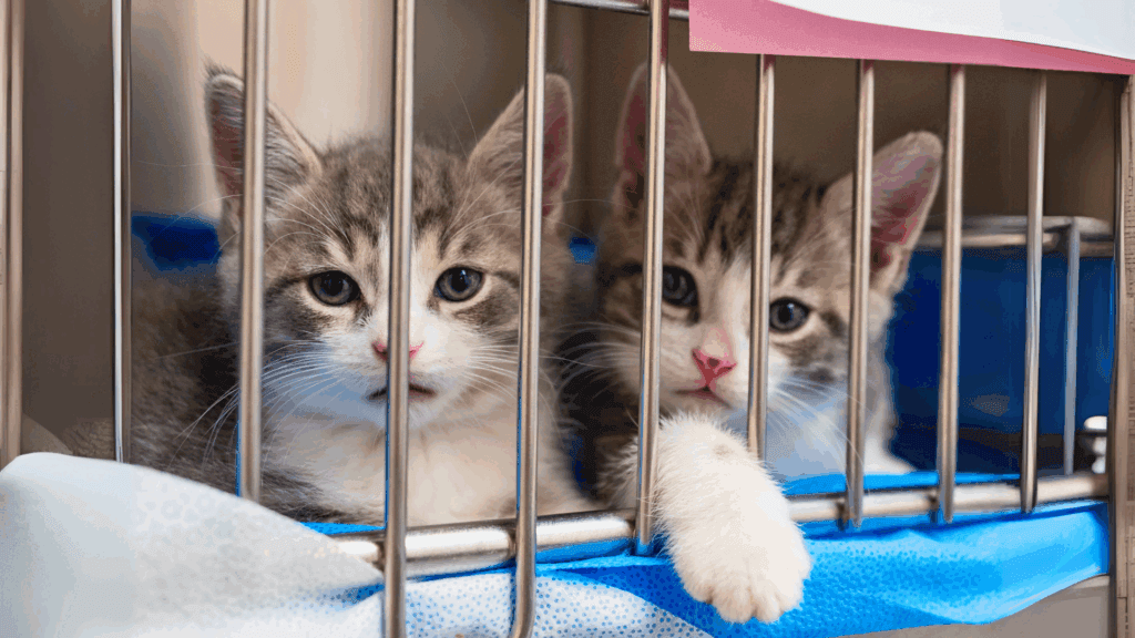 Help us face the effects of a record-breaking year - SPCA de Montréal