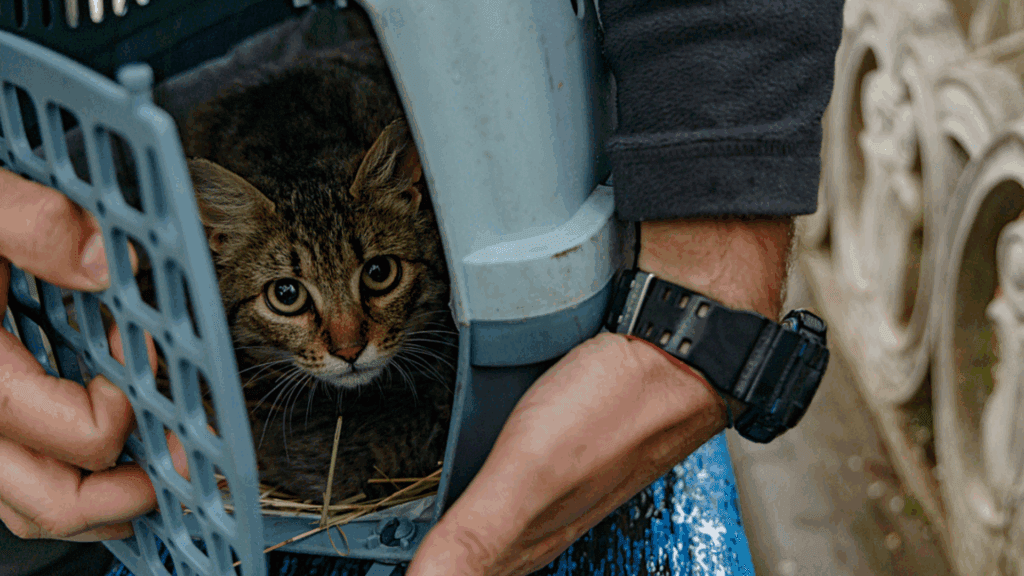 En cas d'urgence - SPCA de Montréal