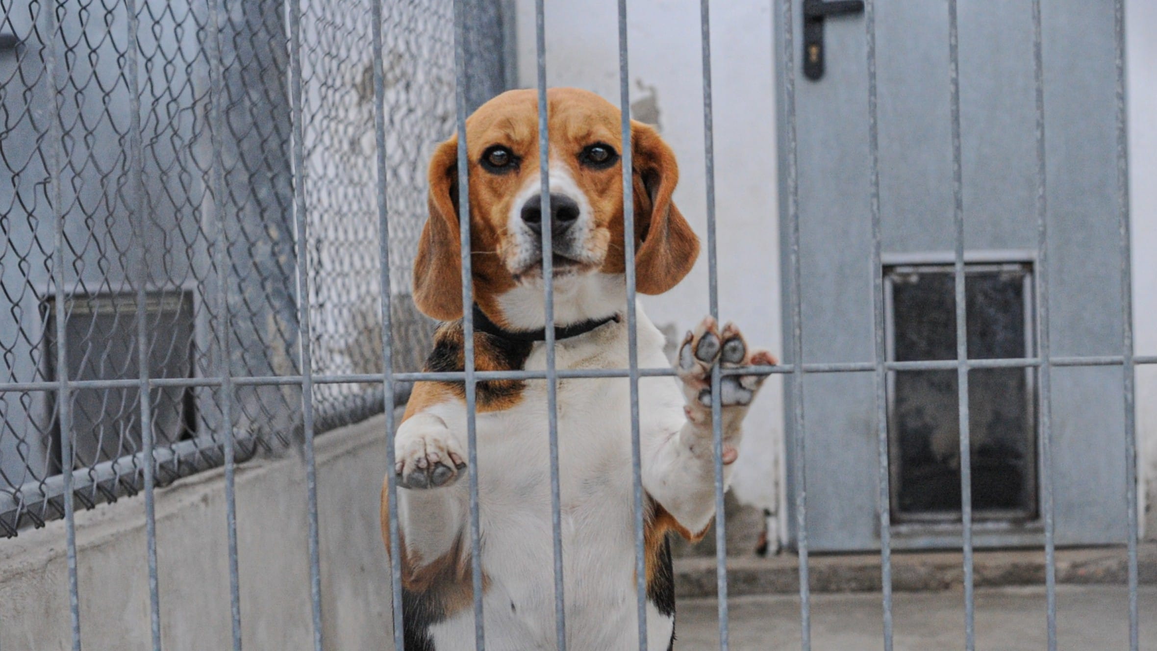 Laboratory - SPCA de Montréal